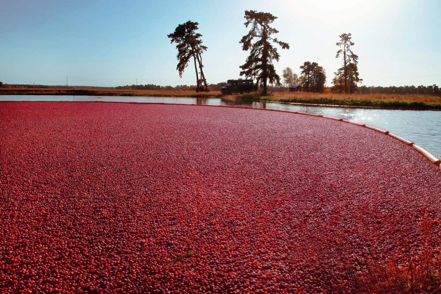 Cranberry Festivals Cape Cod: A Harvest of Family Fun